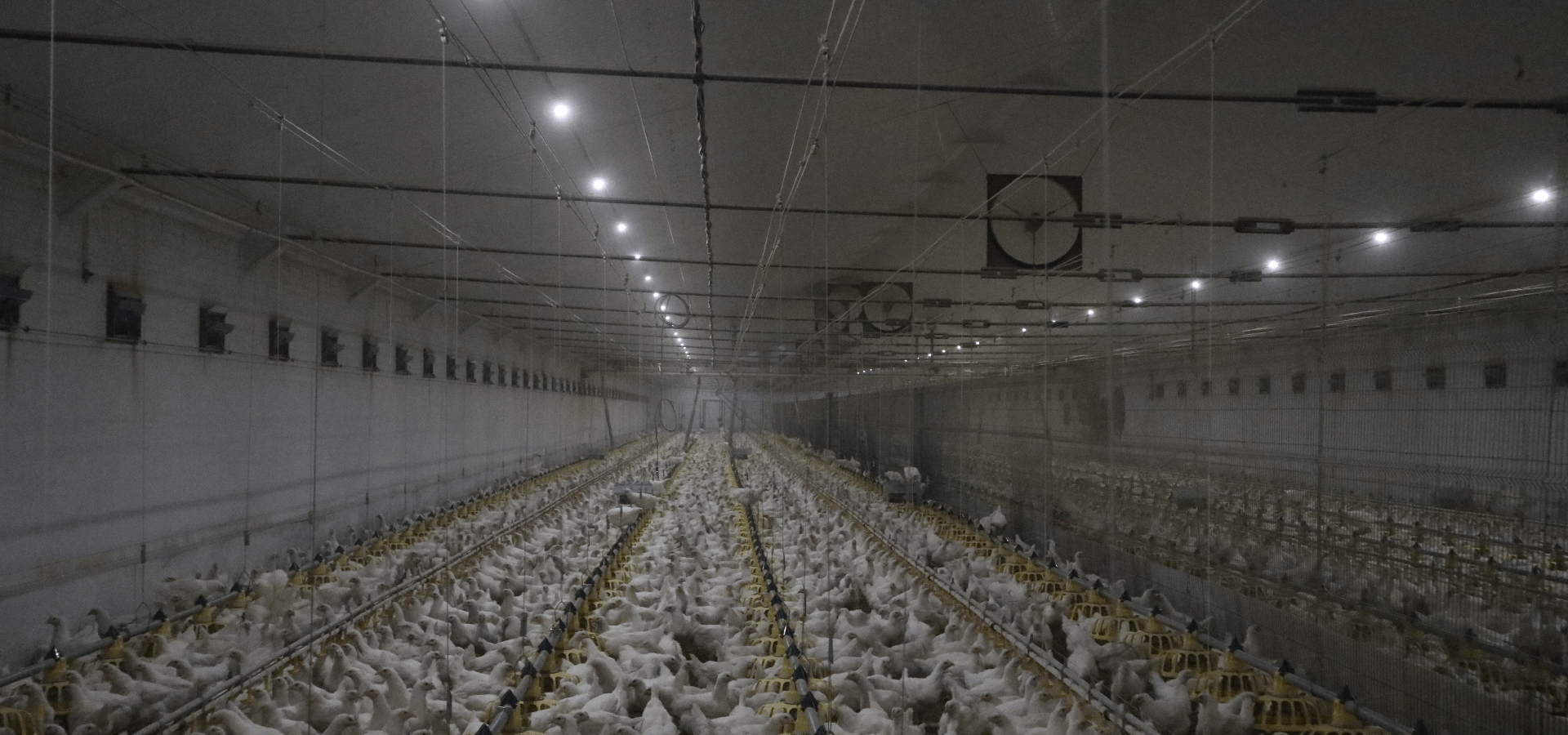 A happy customer about the CORAX XL